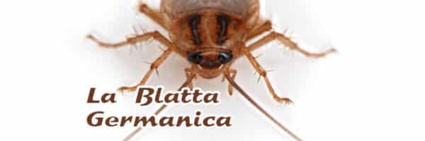 La blatta Germanica: come sconfiggerla | Wuoppy - Prodotti e Consigli ...